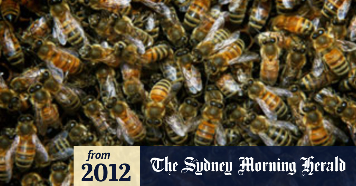 A billion bees on the move in Tasmania