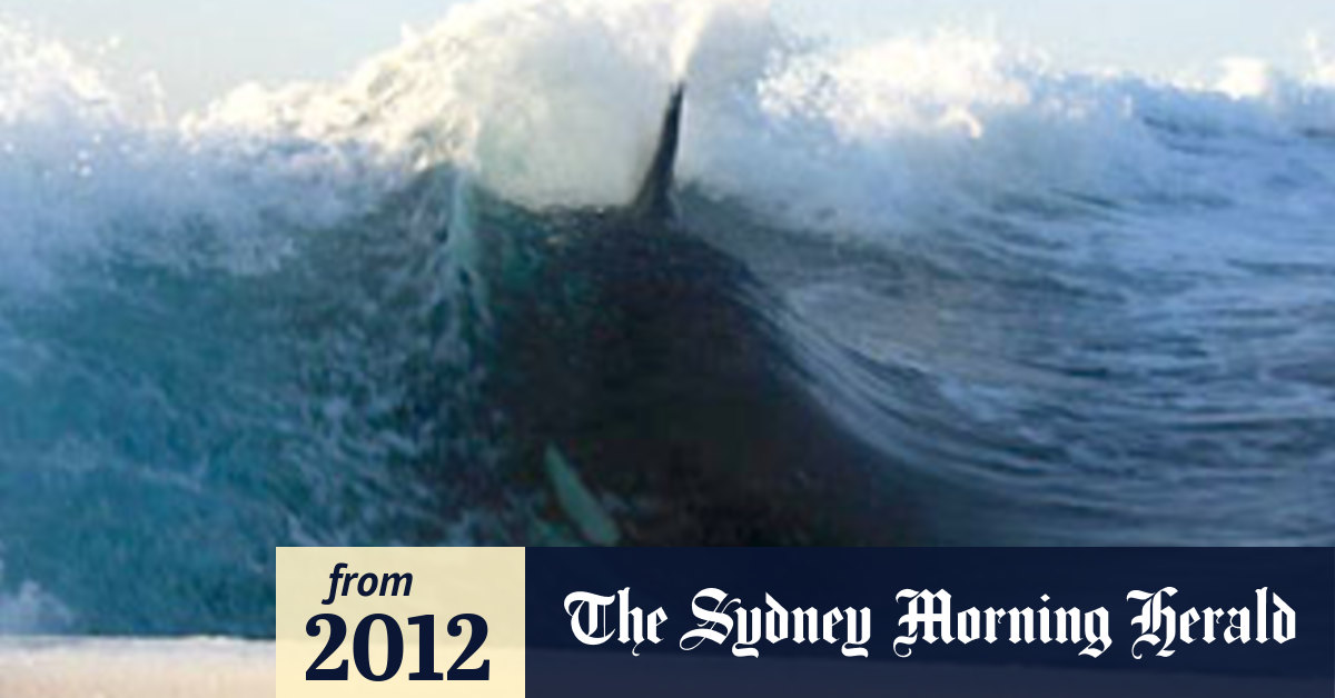 Killers at play: extraordinary photos of orcas chasing down yacht