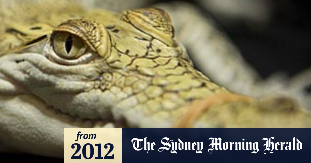 Magic of Darwin creates a little bit of luck between a croc and hard place