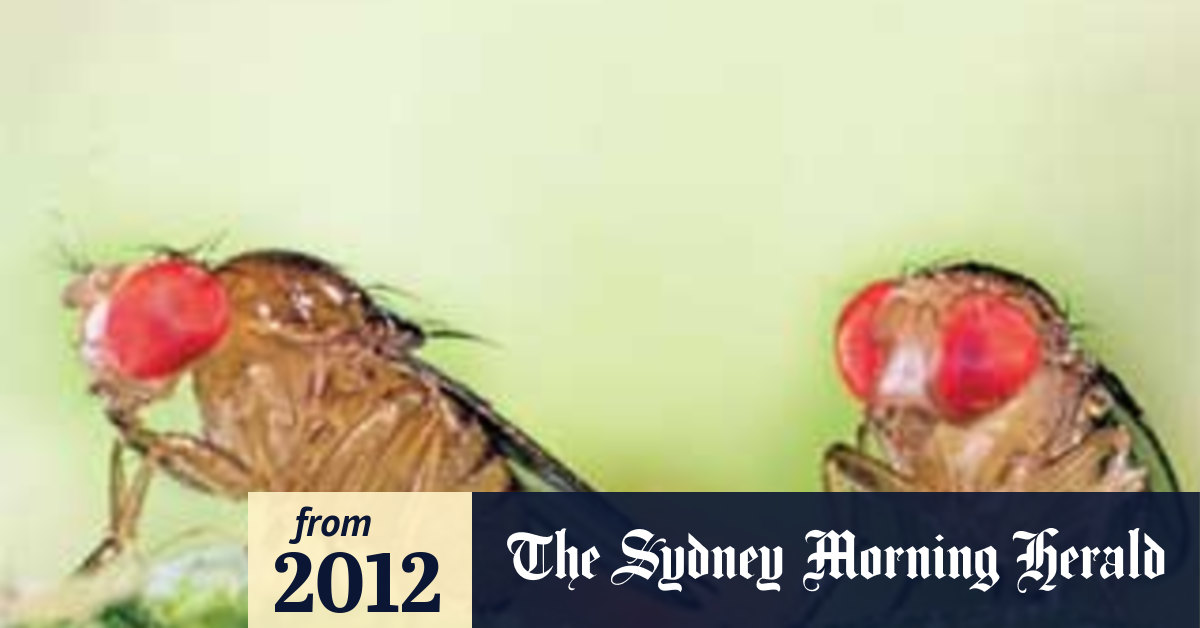 Biodiversity hopes dropping like (fruit) flies