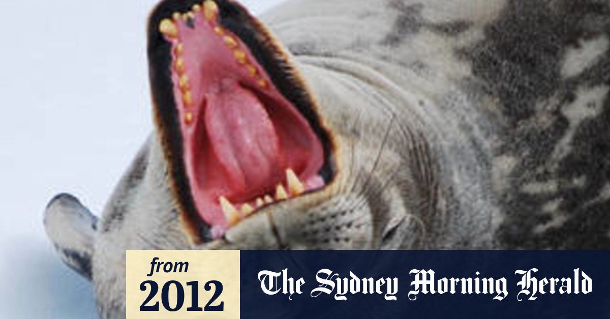 Fangs for nothing: Antarctic predator reveals secret to its kriller diet