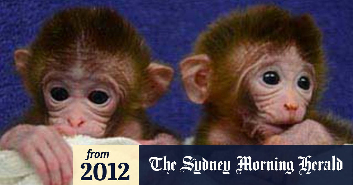 Man-made lab monkeys lift hopes for medical miracles