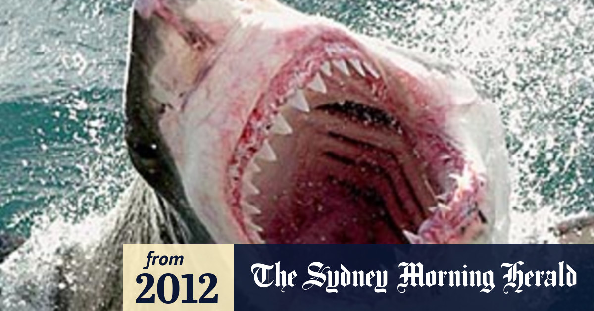 WA accounts for 1 in 4 shark deaths