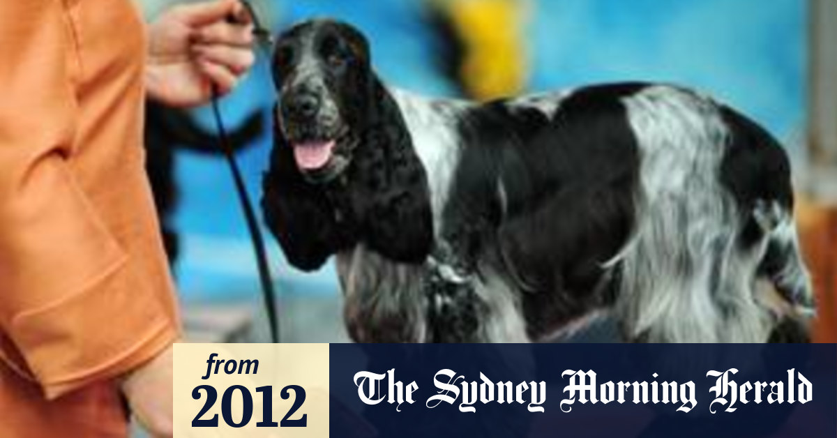 15th Cocker Spaniel National Championships