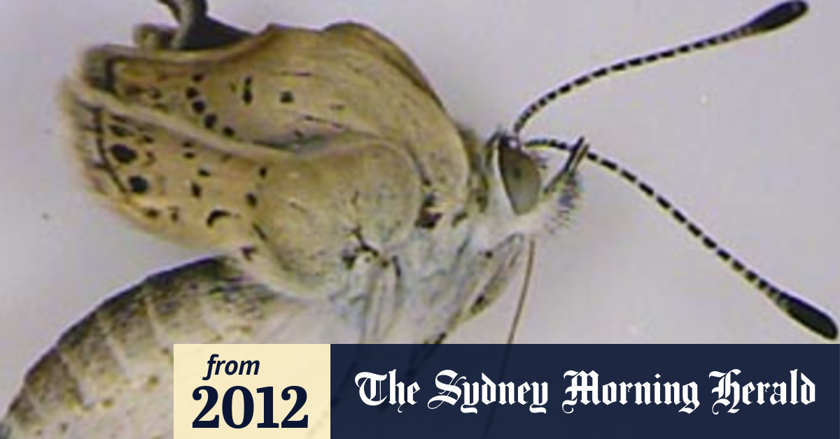 Fukushima radiation causes insect mutations: researchers