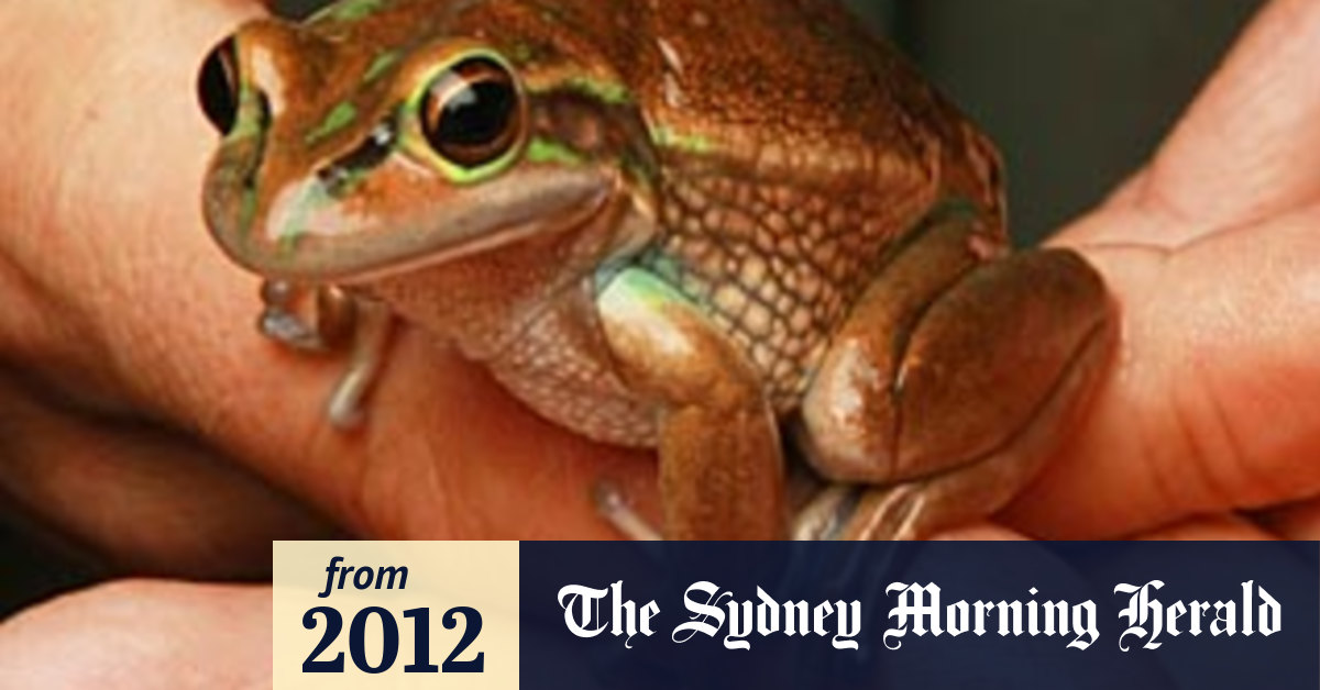 Hospital hero? This frog has the makings of a lifesaver