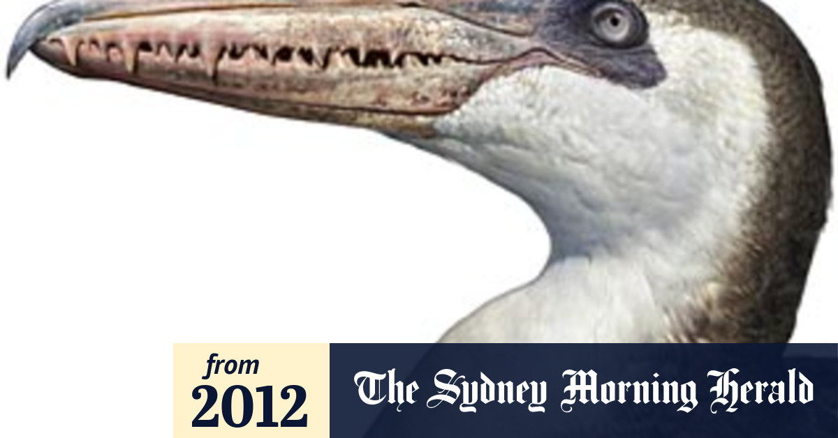 Prehistoric Bird With Teeth