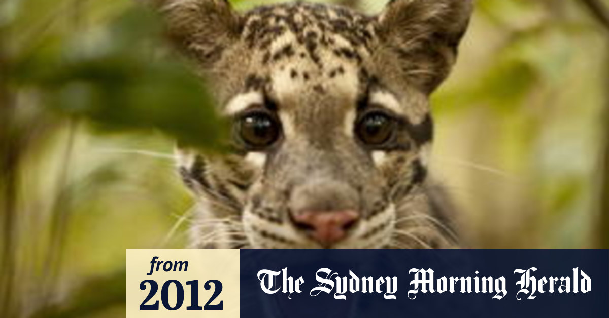 Return of the Clouded Leopards, Thursday, March 1