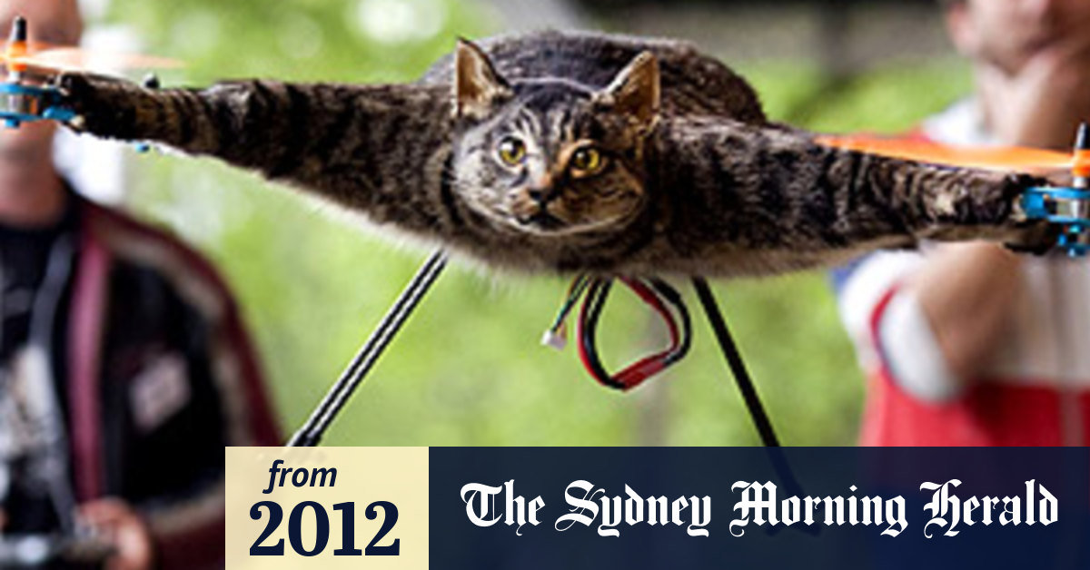 A flying cat? Dutch artist turns dead feline into a helicopter