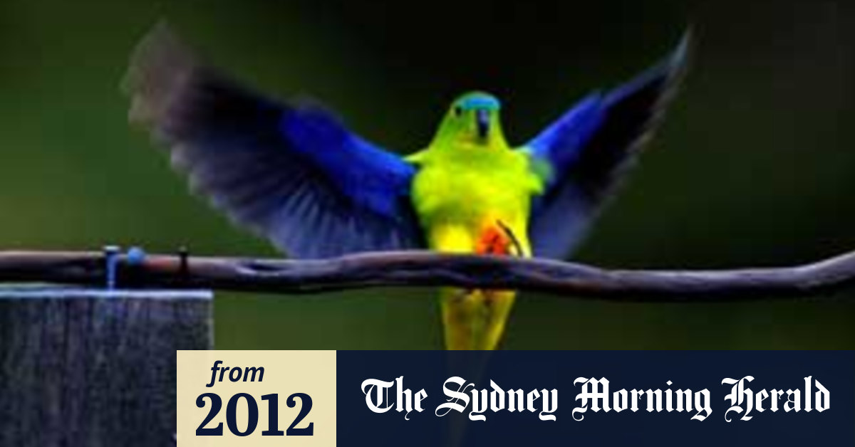 No flight of fancy, this rare bird needs to be caught to survive