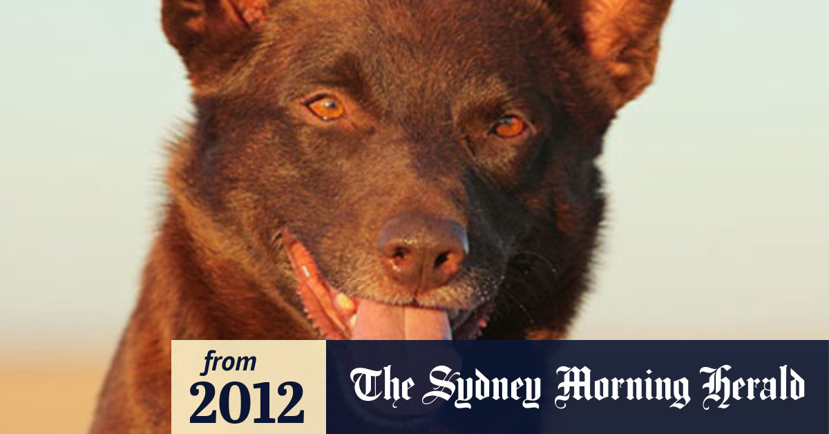 'Australia's favourite': Red Dog's true star dies