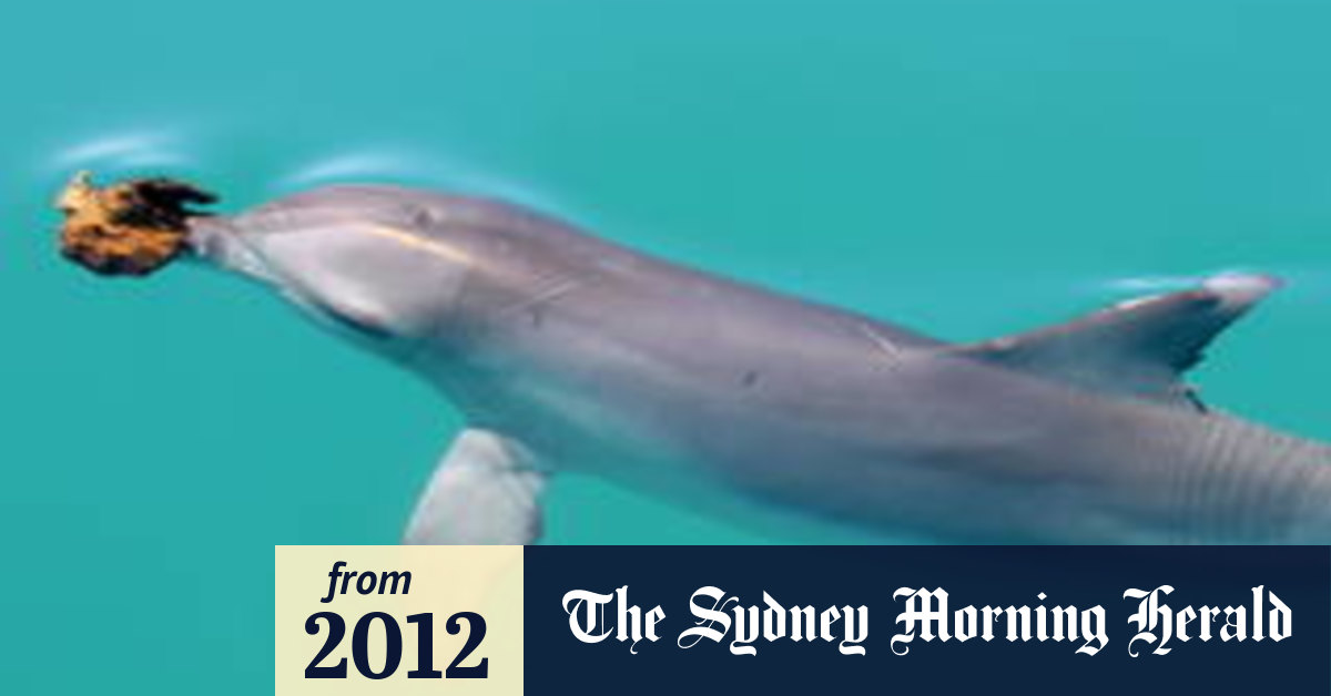 Sponging a feed has become a habit