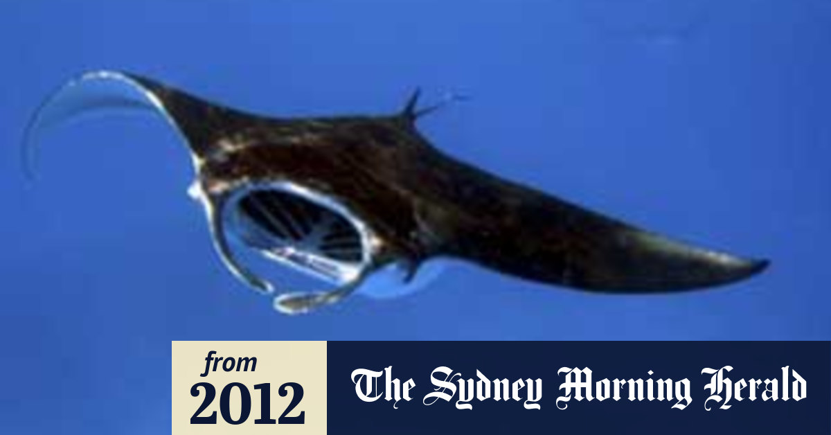 Chinese medicine proves disastrous for manta rays