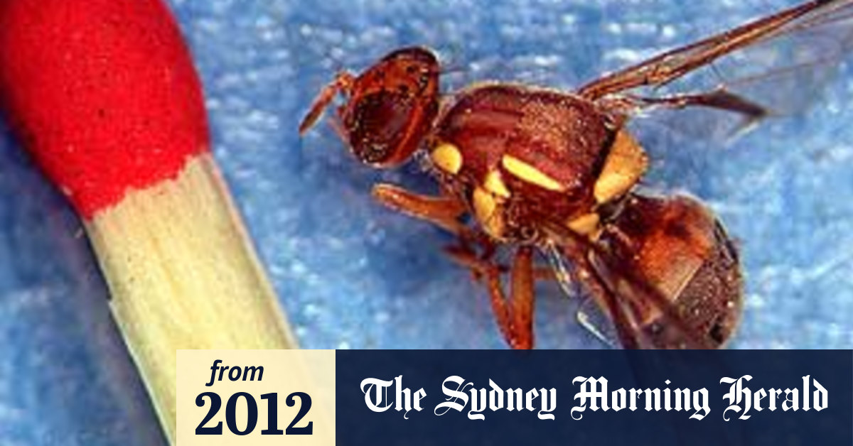 'World's worst pest': single fruitfly trapped in NZ