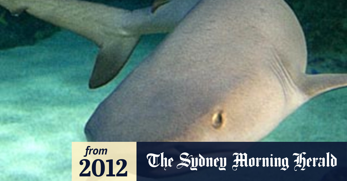 Sharks ahoy
