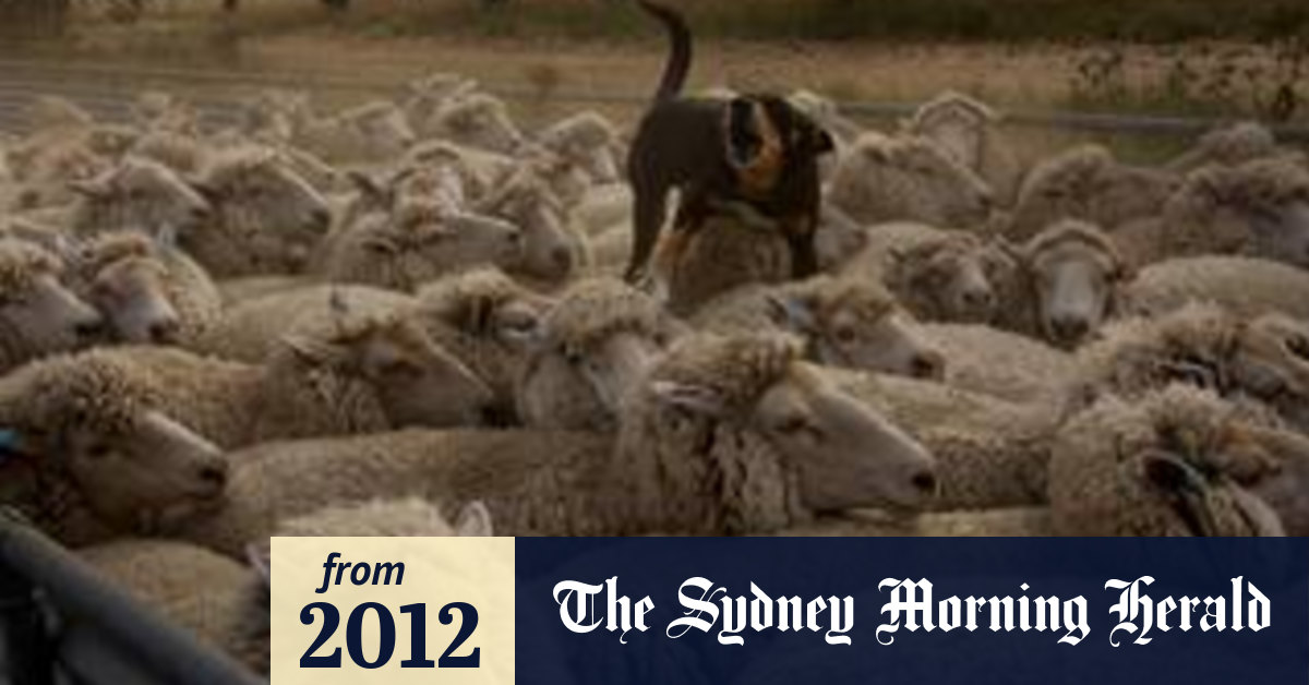 Business as usual at foreign-owned sheep farm