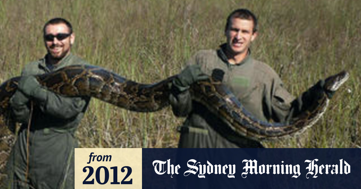 Burmese pythons squeezing the life out of Everglades
