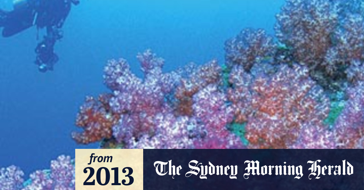 Ocean heatwave scorched fish, coral reefs: report