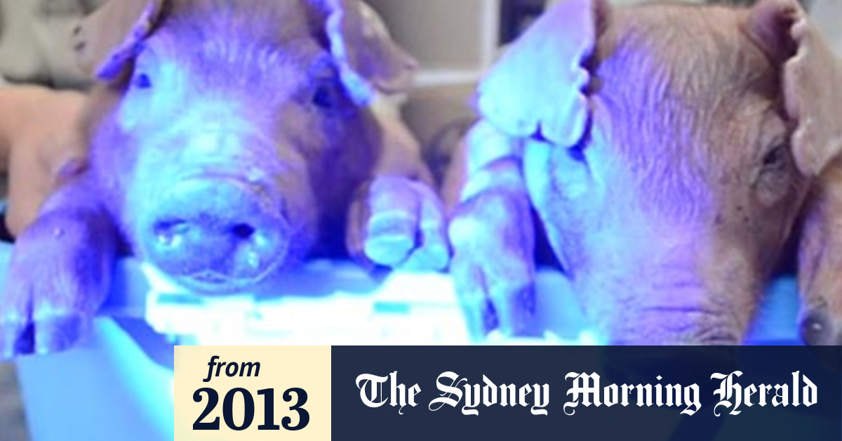 Scientists create glow-in-the-dark pigs with jellyfish DNA