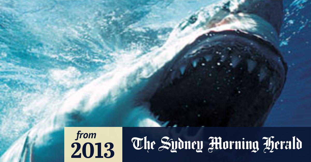 Western Australia shark mystery sparks bigger questions over ocean ...