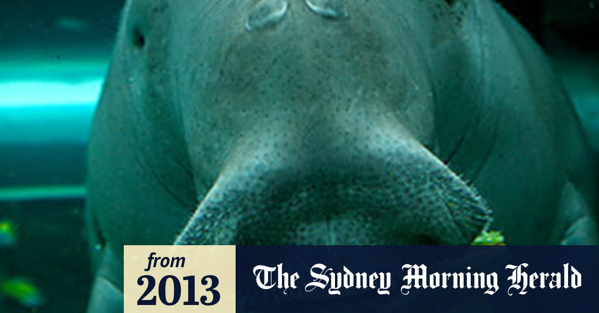 Dugongs are safer in Torres Strait than Townsville