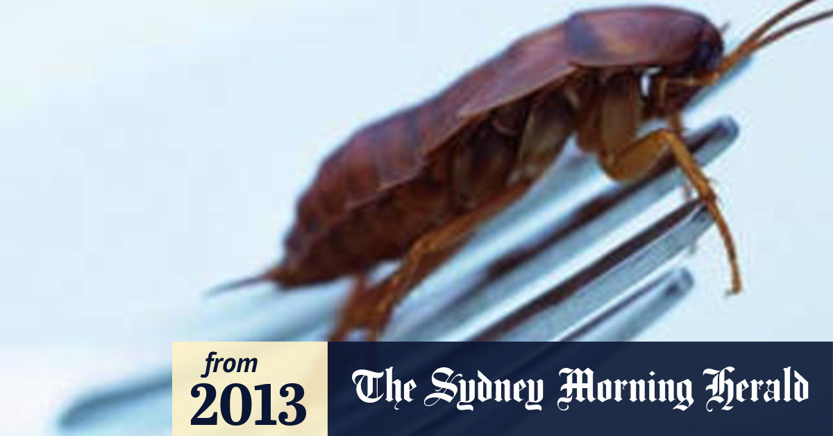 Cockroaches go on the menu, and in the medicine, in China