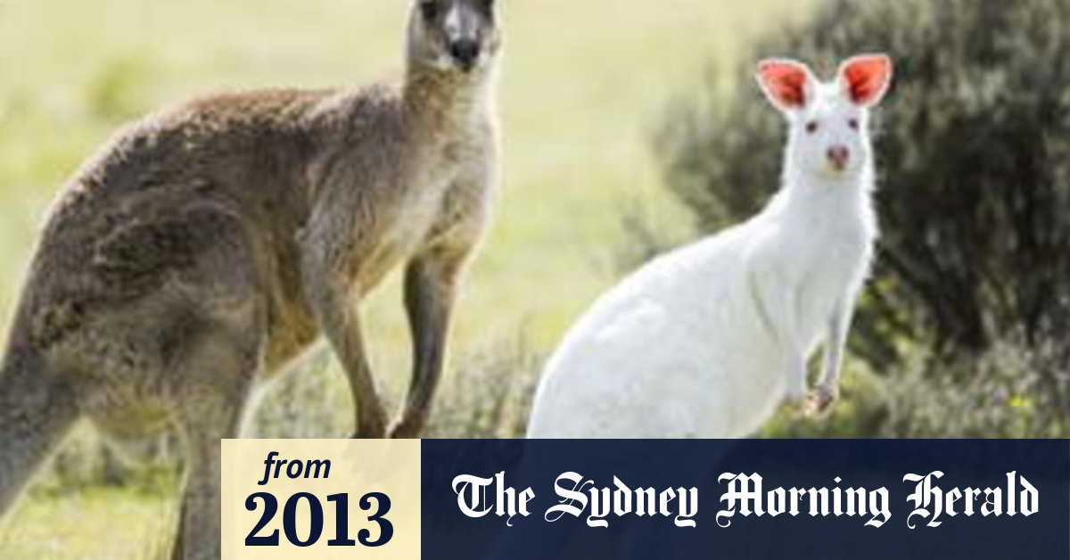 Rare albino kangaroo's incredible tale of survival in the Australian ...