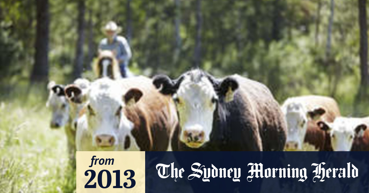 Cattle wars