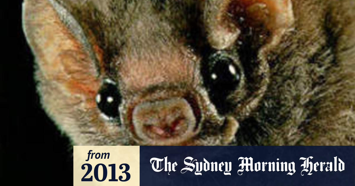 Stroke of genius: batty idea may yield wonder drug