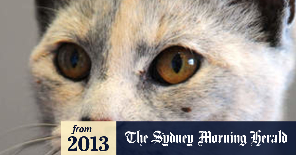 Cat caught smuggling phone at Russian jail