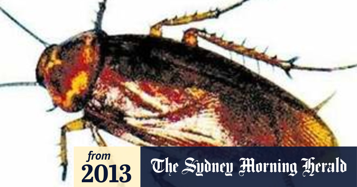 A million cockroaches flee China farm in great escape: report