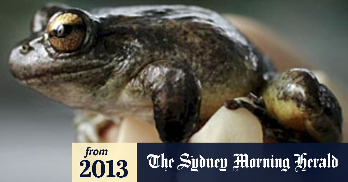 Rare frogs hop to it after floods
