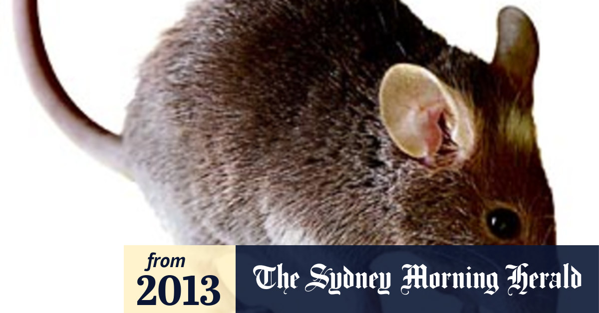 Build your own mouse to sniff out a cure-all