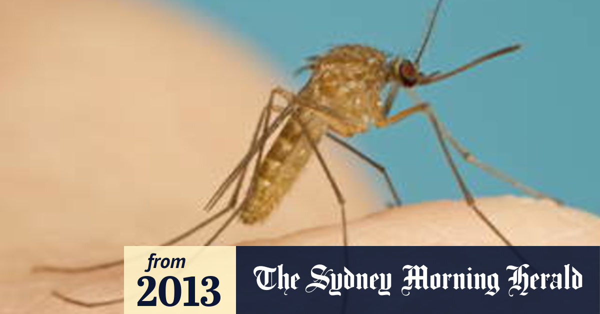 From the London Underground, mosquito brings winter of discontent