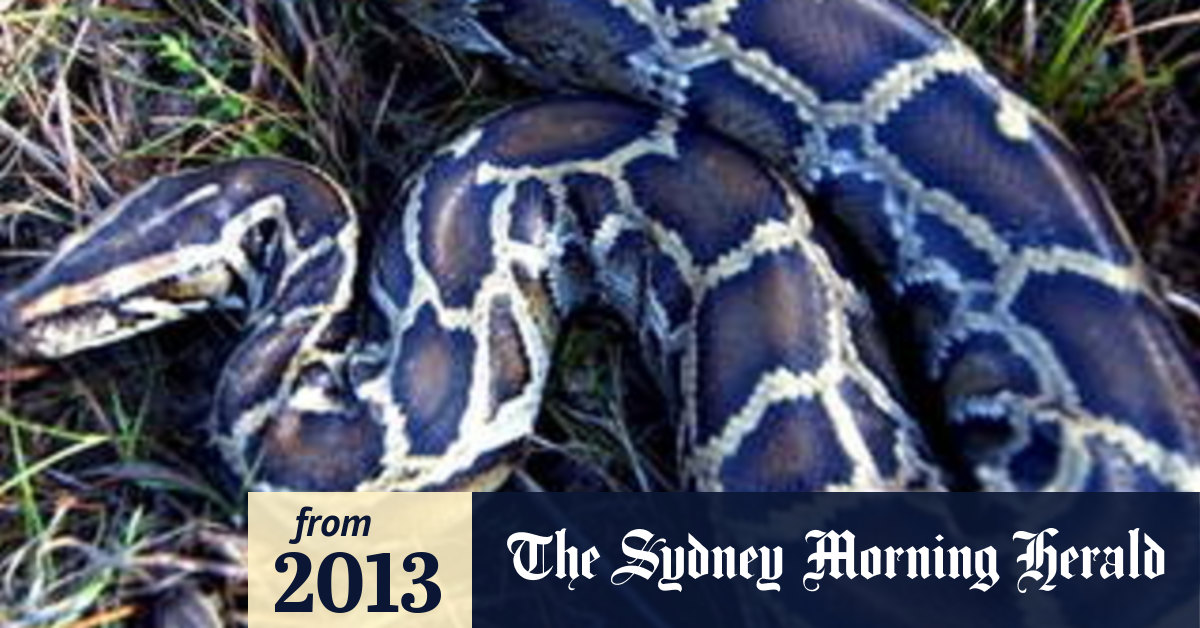 Python kills man near Bali luxury hotel