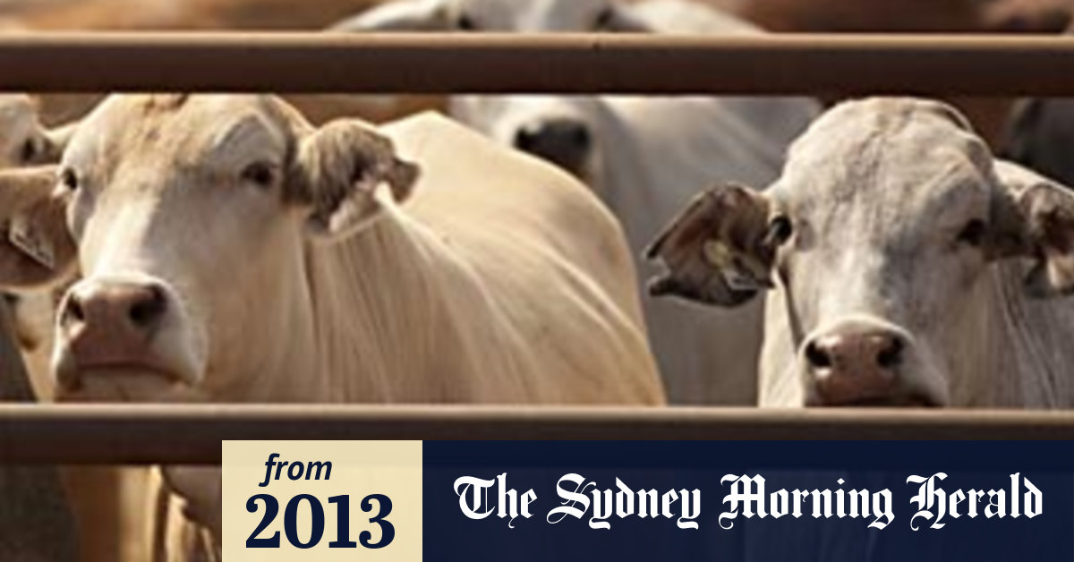 Starving cattle set to graze in national parks