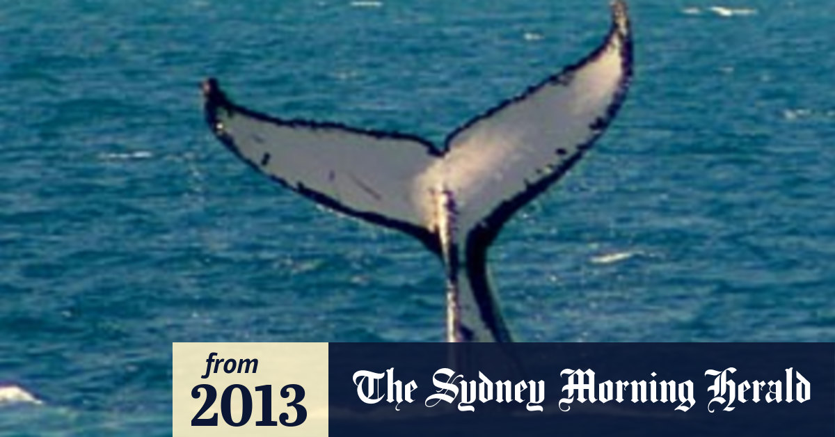 Japan plans determined defence of whaling case