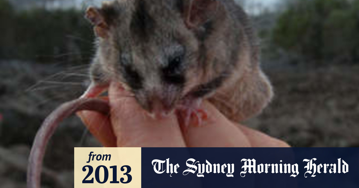 Resilient possums get a helping hand to recover populations