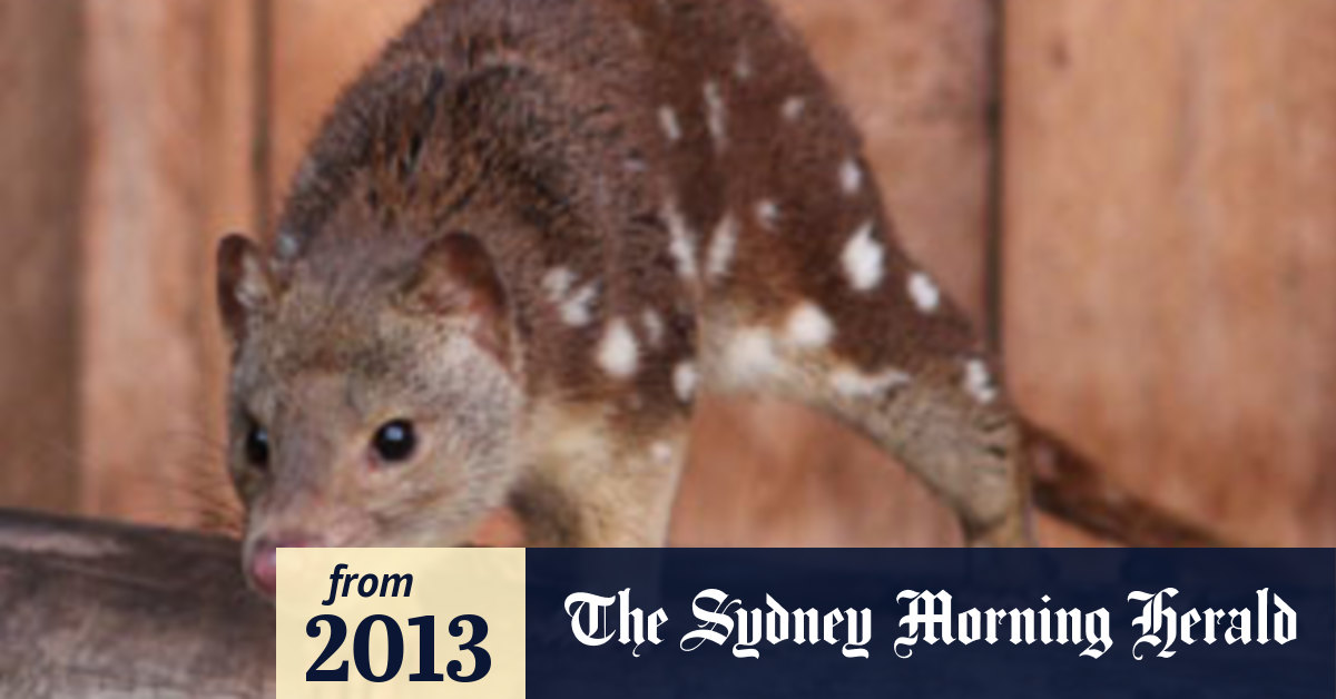 Deep in tiger country, a rare predator prowls