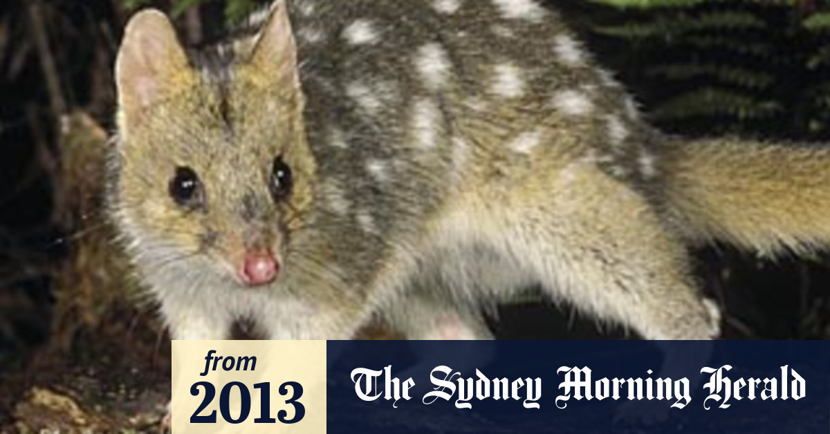 Weaning quolls off cane toad