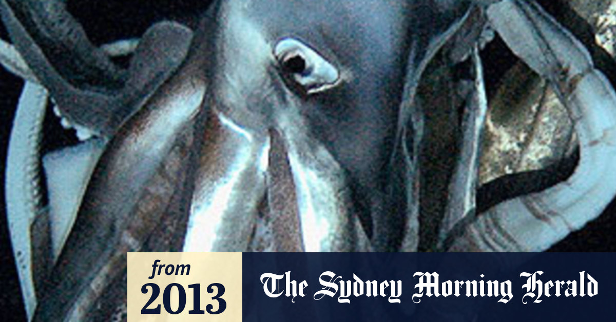 'Shining and so beautiful': giant squid captured on film for the first time