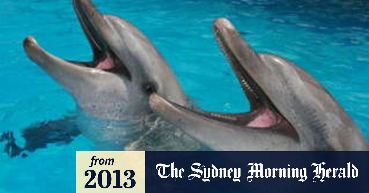 Dolphin sonar spurs radar device for tracking