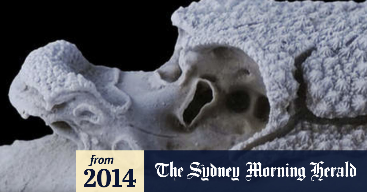 Jaw-inspiring: Ancient fish was pivotal in evolution of face ...