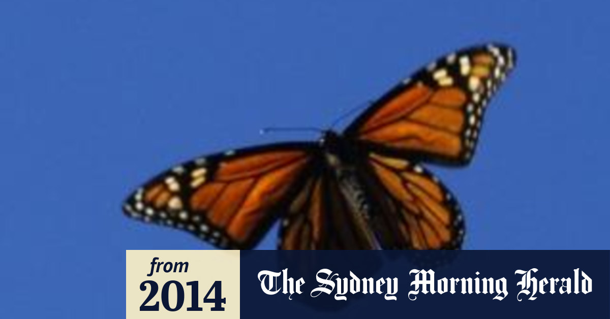 Chemicals blamed for the vanishing monarch butterfly