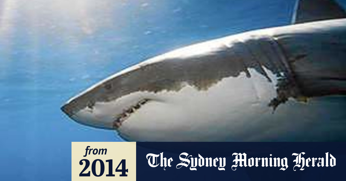 Shark cull: 80% of Australians opposed, poll finds