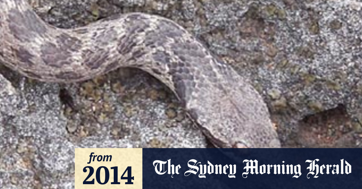 Lost snake species found again on Mexican island