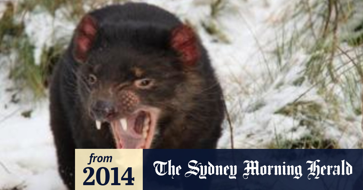 Tasmanian devil dies after head crushed at US zoo