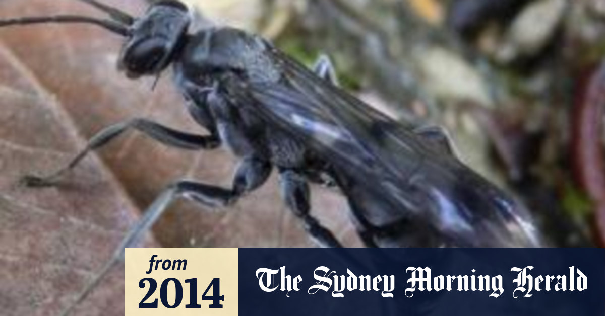 Bone-house wasp builds nest with ant corpses