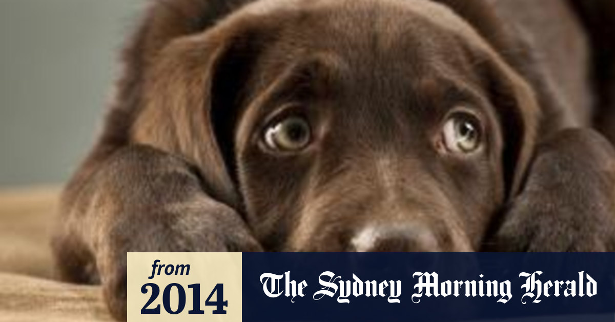 Derek Rielly: when man's best friend has to die