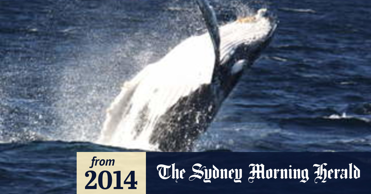 'Whale scream' goes viral: Animal lover freaks out over pod of whales